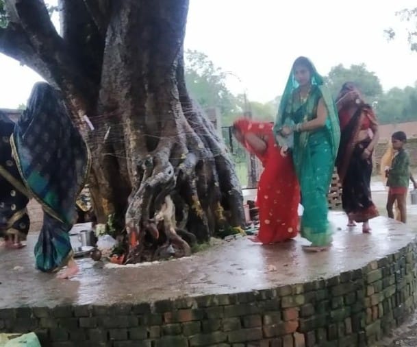 On The Occasion Of Somavati Amavasya In Doaba, Suhagins Worshiped Peepal