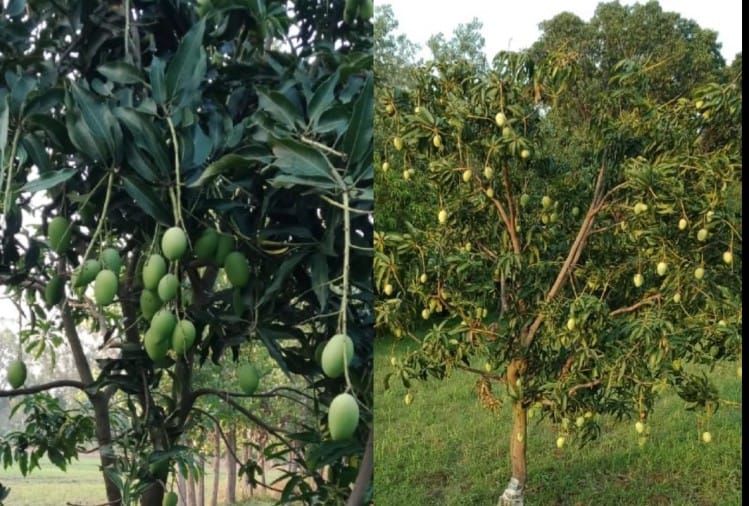 Internationally Famous Rataul Mango The Demand Decreases This Season ...
