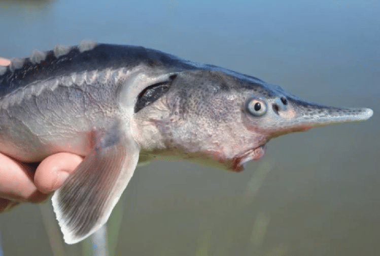 Sturdlefish New Species Of Fish Created By Scientists Mistake - मछली की ...