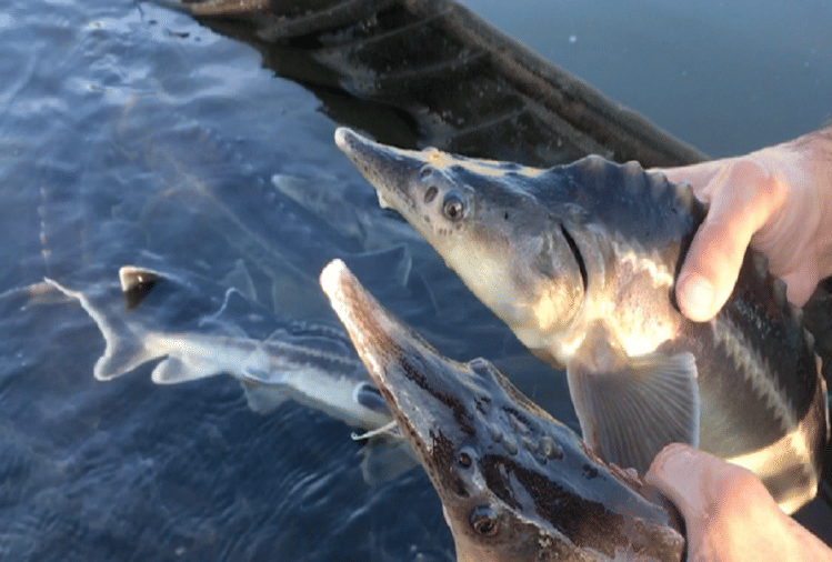 Sturdlefish New Species Of Fish Created By Scientists Mistake - मछली की ...