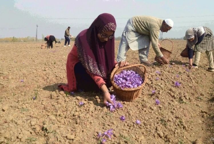 Kesar Farming Saffron Farmers In Kashmir Starts Picking Up The Flowers ...