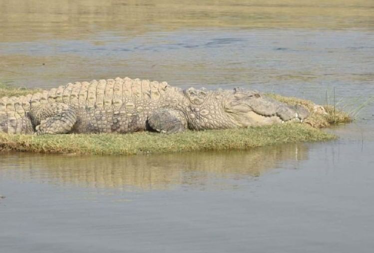 Odisha Gharial Spotted In Paika River Kendrapara Becomes First District ...