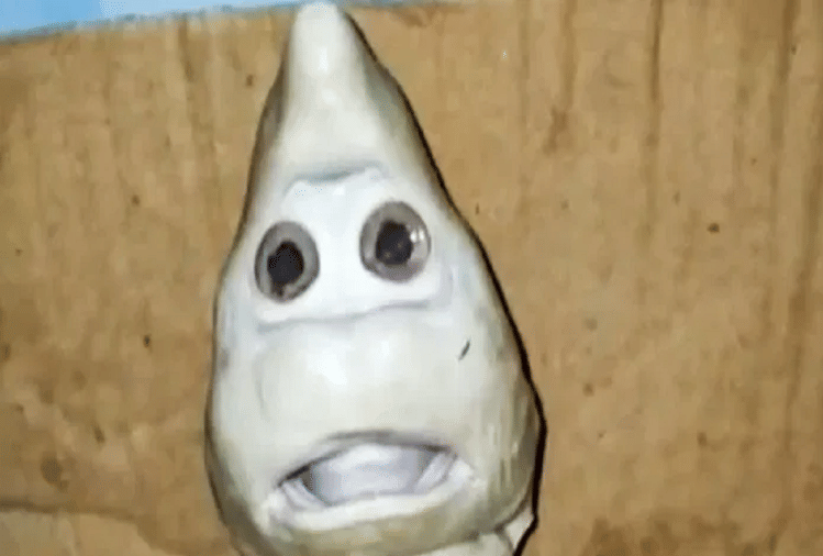 Indonesia Shark With Human Face Caught In Fishermans Net - जब मछुआरे की ...