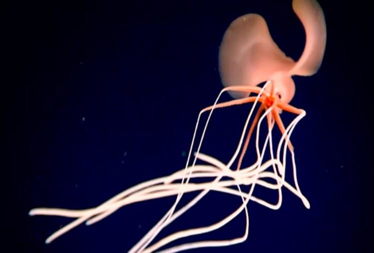 Alien Like Squid Gulf Of Mexico Even The Scientists Were Surprised To ...