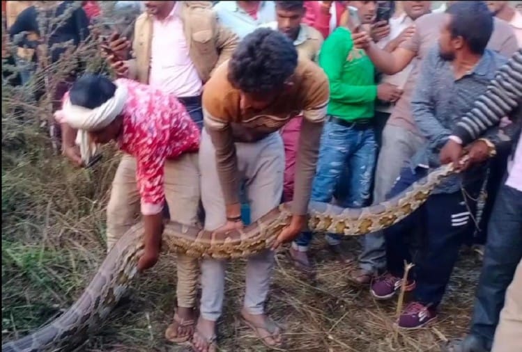 बदायूं :जंगल में बकरी को निगल गया अजगर, लोगों का लगा हुजूम, वन विभाग ने ...