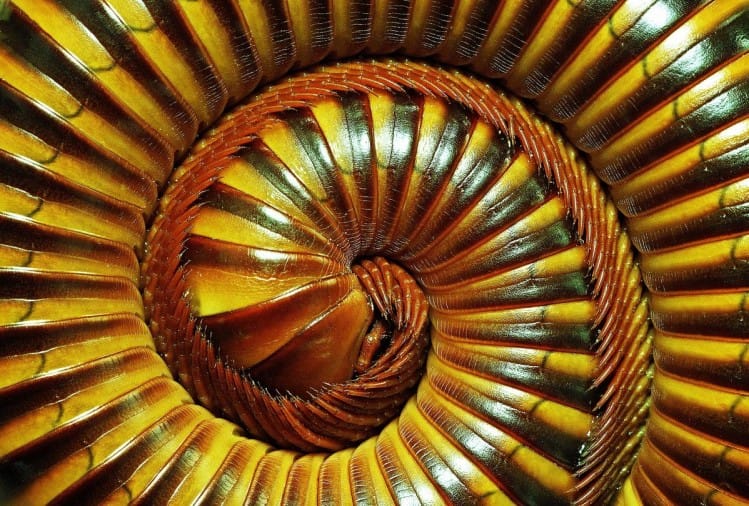 Earth's First True Millipede Species Discovered A Creature With 1306 ...