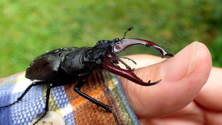 Worlds Most Expensive Insect Beetle Stag Know About This - अजब-गजब: ये ...