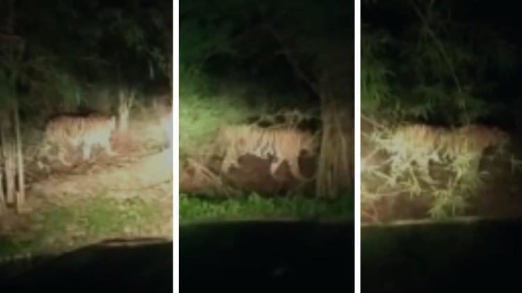Bandhavgarh Tiger Reserve: Tiger Roaming The Streets, Passers-by ...