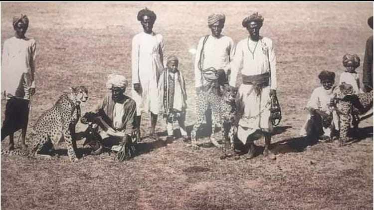 Cheetah In India Chitawalan Mohalla In Jaipur History Of Cheetahs ...