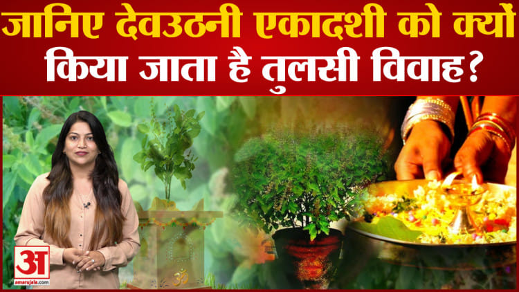 Know Why Tulsi Vivah Is Performed On Devuthani Ekadashi. Tulsi Marriage ...