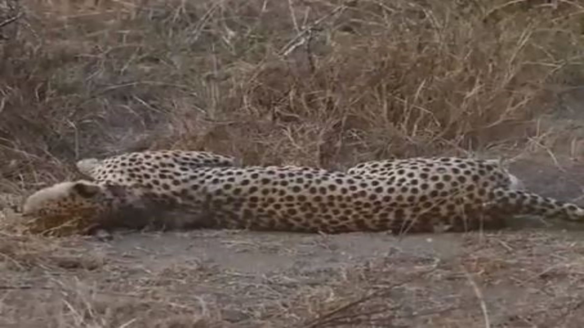 Cheetah In Mp Death Of Male Cheetah Tejas In Kuno National Park Injury ...