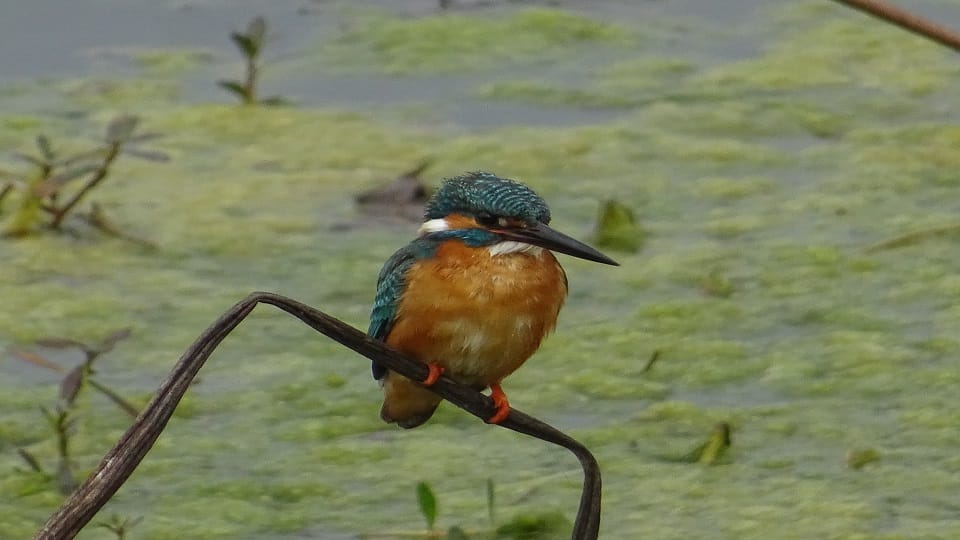 Shekha Lake Of Aligarh - Aligarh News - शेखाझील:हजारों किलोमीटर दूर से ...