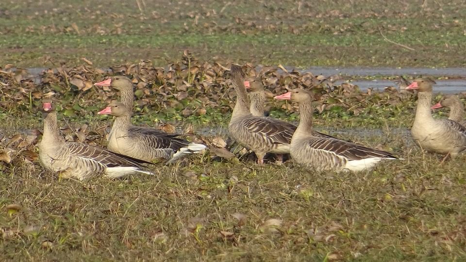 Shekha Lake Of Aligarh - Aligarh News - शेखाझील:हजारों किलोमीटर दूर से ...