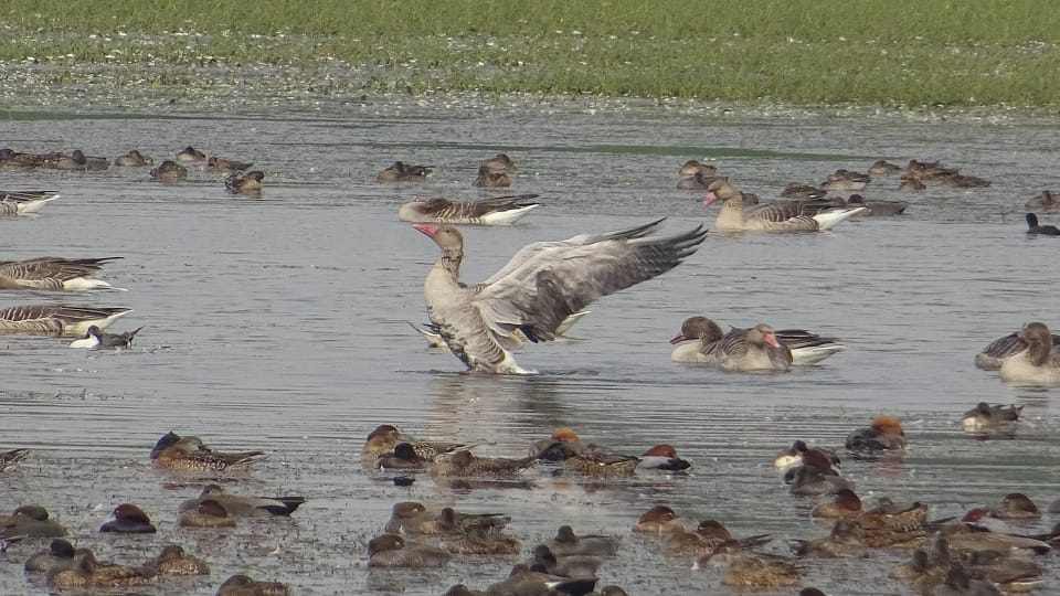 Shekha Lake Of Aligarh - Aligarh News - शेखाझील:हजारों किलोमीटर दूर से ...