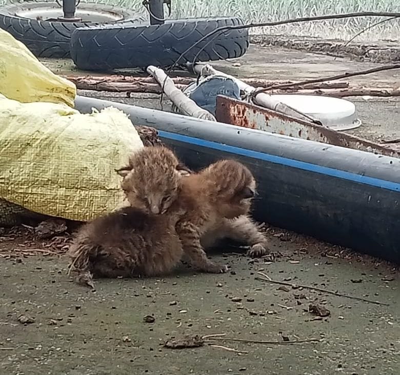 Forest Officer Called As A Leopard Cub, Turned Out To Be A Wild Cat ...
