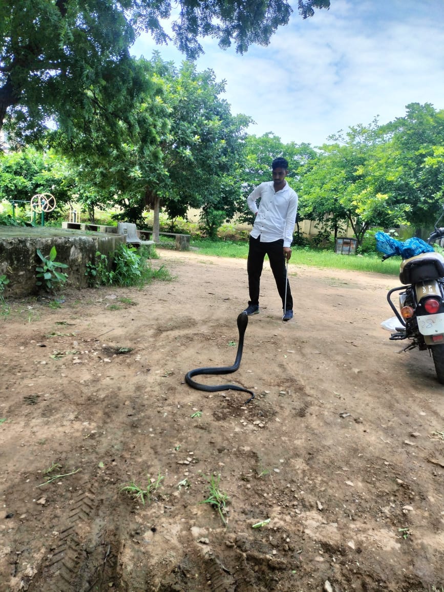 Kota : 5 Feet Long Cobra Entered The Sports Complex, Forest Department ...
