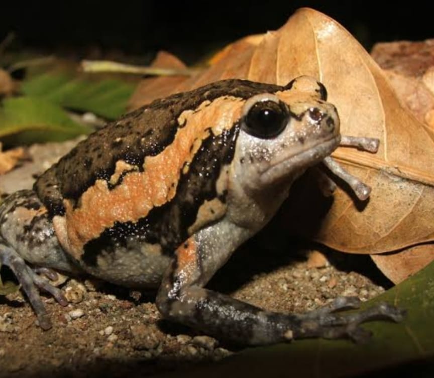 Wildlife Experts Had Gone To Catch Snakes And Found A Unique Indian ...