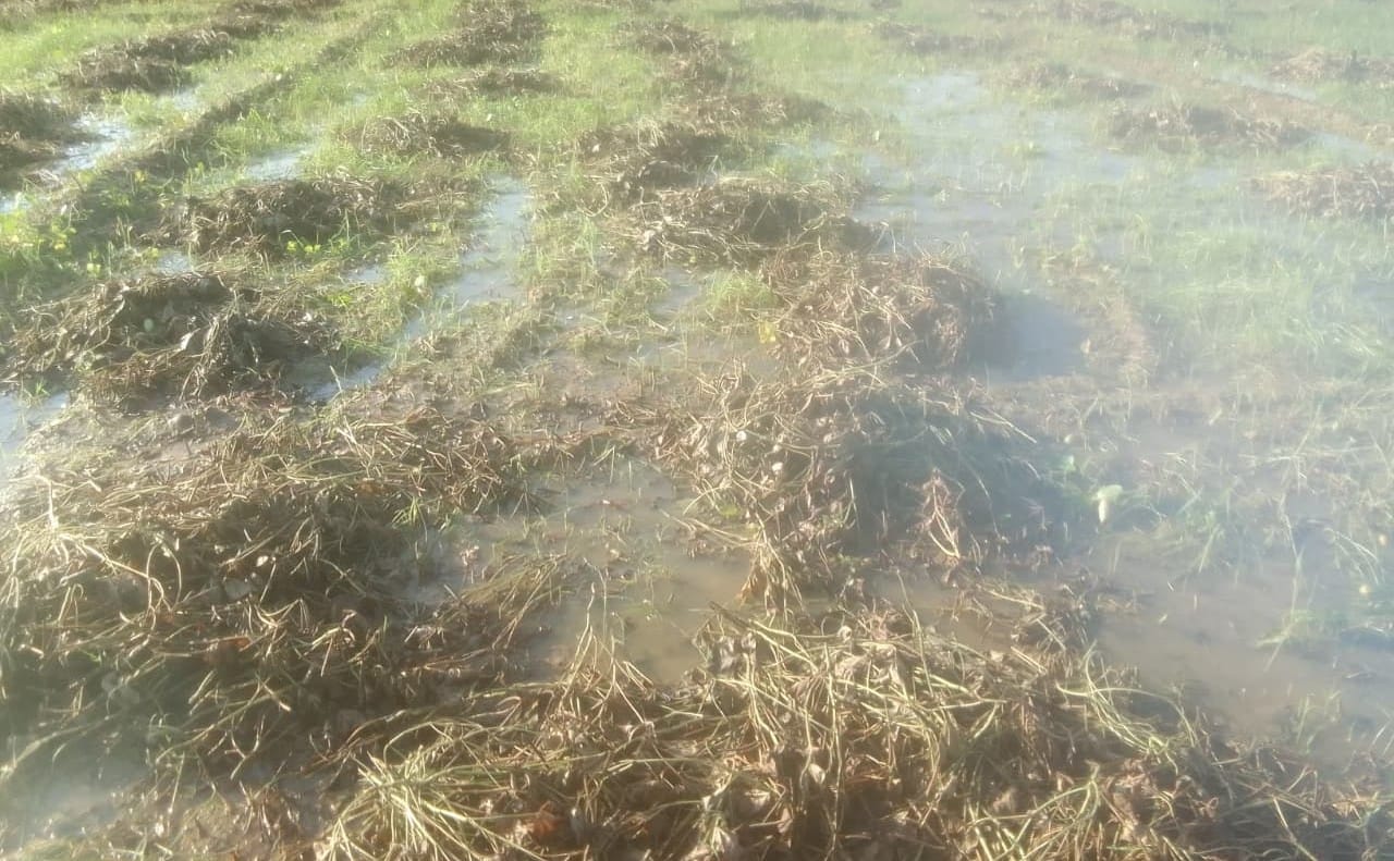 Rain Destroys Urad-mung Crop - Auraiya News - Auraiya News:बारिश से ...