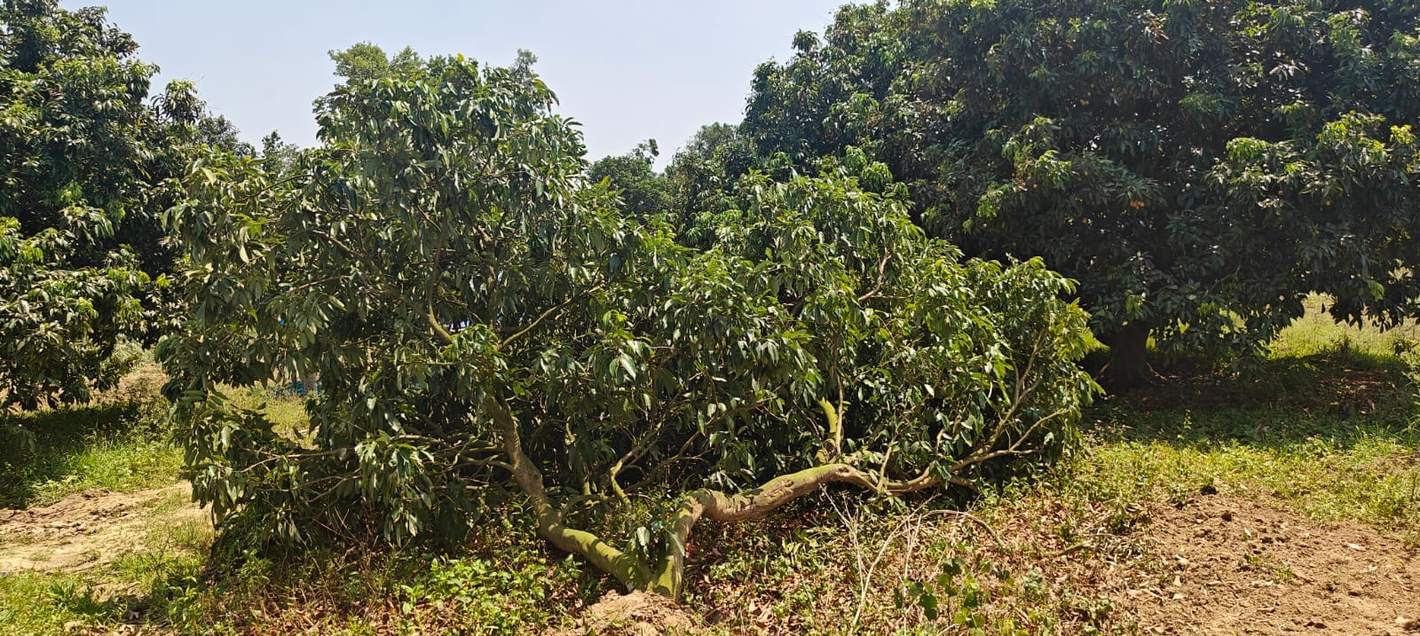 Trees Uprooted By Storm; Heavy Damage To Mango And Litchi Crops ...
