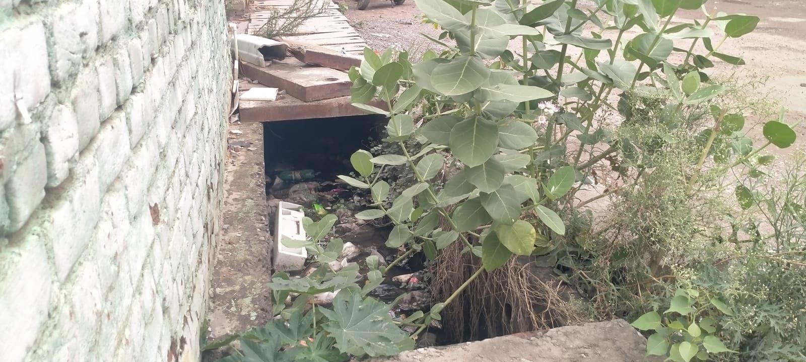 Pre-monsoon Cleaning Claims Fall Flat; Drains Choked With Filth, Silt ...