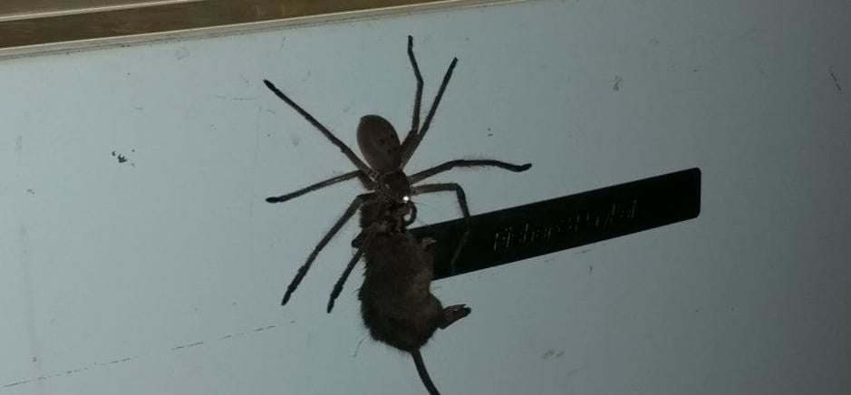 Huntsman Spider Trying To Eat A Mouse, Definitely A Scary Video ...