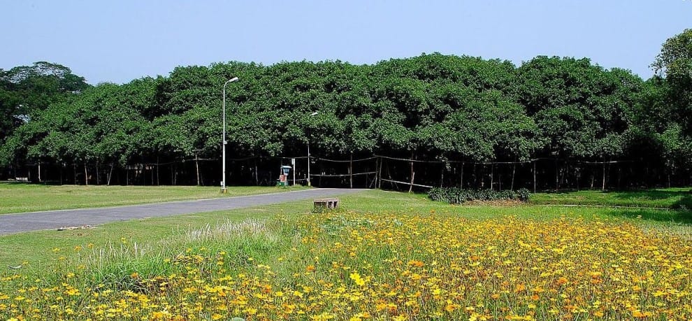 Over 250 Year Old The Great Banyan Tree - ये कोई जंगल नहीं बल्कि एक ...