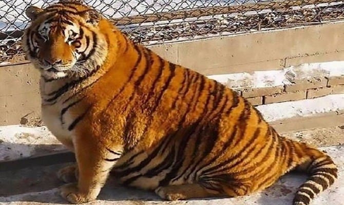 These Fat Tigers Are Not Cute But Unhealthy - ये मोटे बाघ क्यूट नहीं ...
