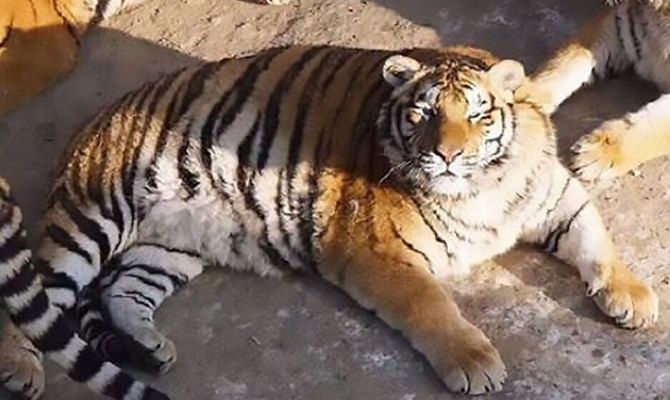 These Fat Tigers Are Not Cute But Unhealthy - ये मोटे बाघ क्यूट नहीं ...