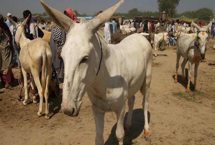Journalist Rides A Donkey, Pakistan Becomes Third Largest Country In ...