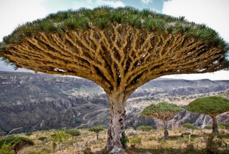 Bloodwood Tree In South Africa Dark Red Sap Bleeds Like Humans - इस ...