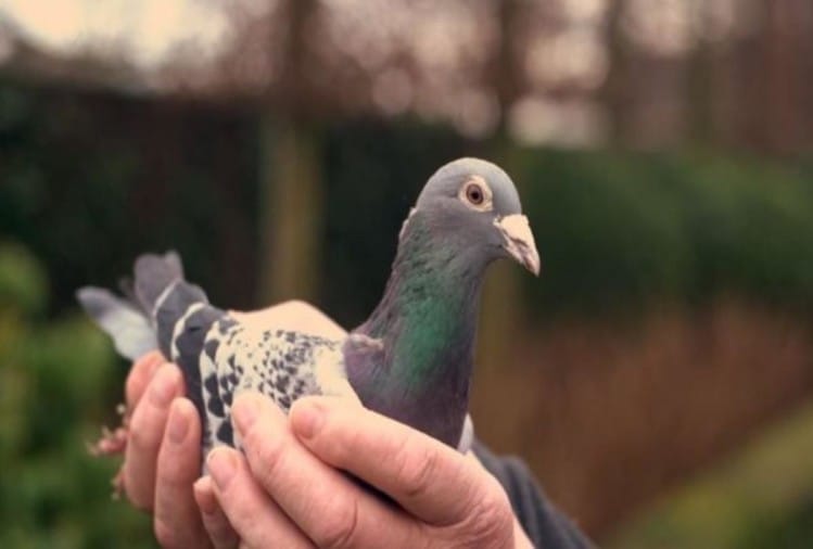 Know The Story Of Most Expensive Racing Pigeon 14 Crore In Auction - ये ...