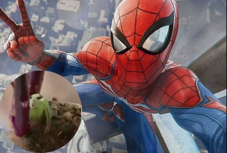 Viral Video Of Spider With Like A Human Face - चीन में इंसान की शक्ल ...