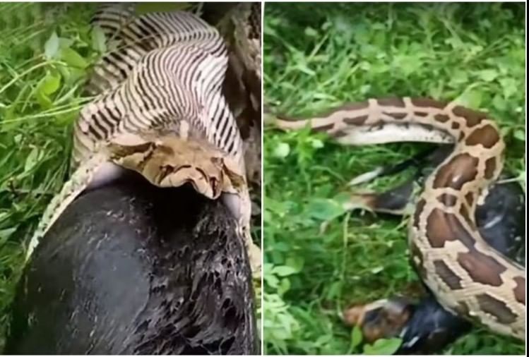 13 Foot Long Python Swallowed A Dog - भूख से तड़पते अजगर ने कुत्ता ...