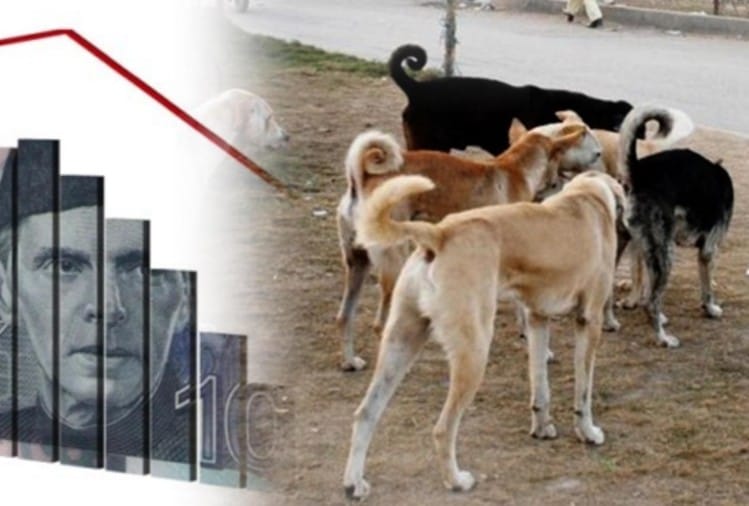 Pakistan Export Stray Dogs To China And Philippines - अर्थव्यवस्था के ...