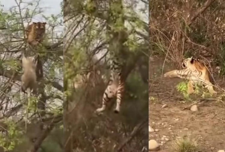 Viral Video Of Monkey Defeat Tiger - शिकार के लिए पेड़ पर चढ़ा बाघ ...