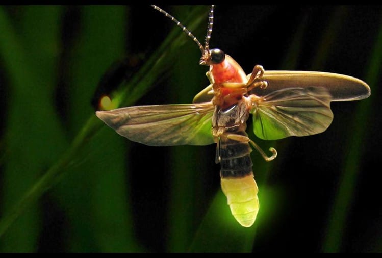 Know The Mystery Behind Firefly Why They Glow At Night - आखिर 'लालटेन' लेकर क्यों घूमते हैं ...