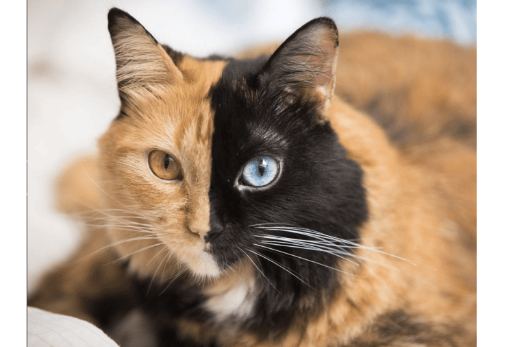 Rare But Beautiful Two-faced Cat Become Internet Sensation - दो चेहरे ...