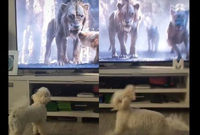 Viral Video Of Dog Watching Lion On Tv Will Makes Your Day - टीवी पर ...