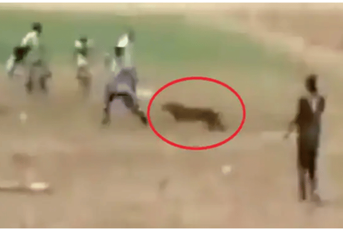 Viral Video Of Leopard Attack On Man Horrendous Rescue - तेंदुए ने शख्स ...