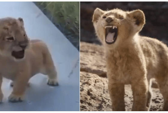 Viral Video Of Little Cub Who Was Tring To Roar At First Time - नन्हें ...