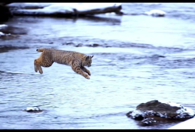 Lynx Makes Incredible Long Jump Of 25 Feet Video Gone Viral On Social ...