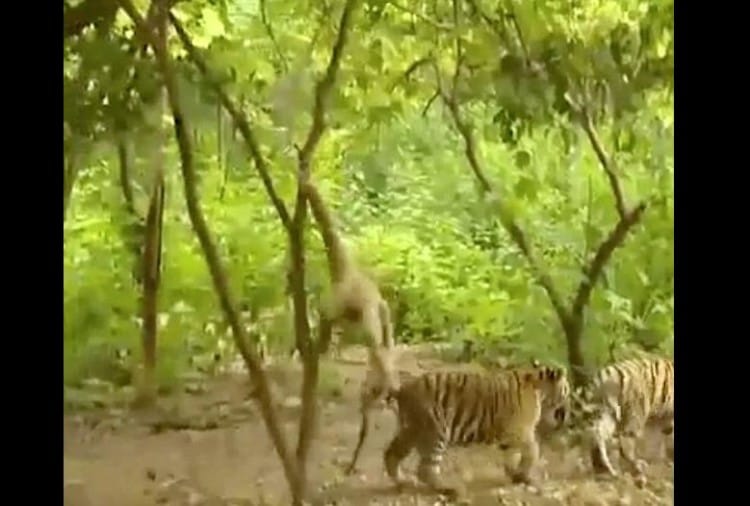 Viral Video Of Monkey Monkey Slaps Tigers People Give Hilarious ...