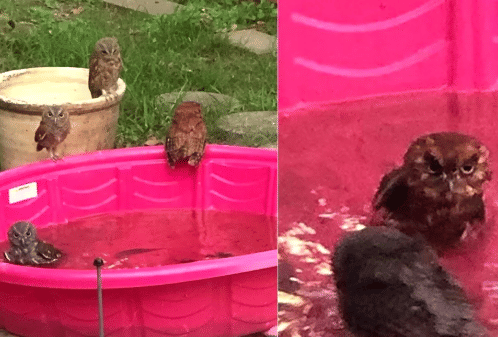 Viral Photos Of Owl Doing Pool Party In Mans Backyard People Give ...