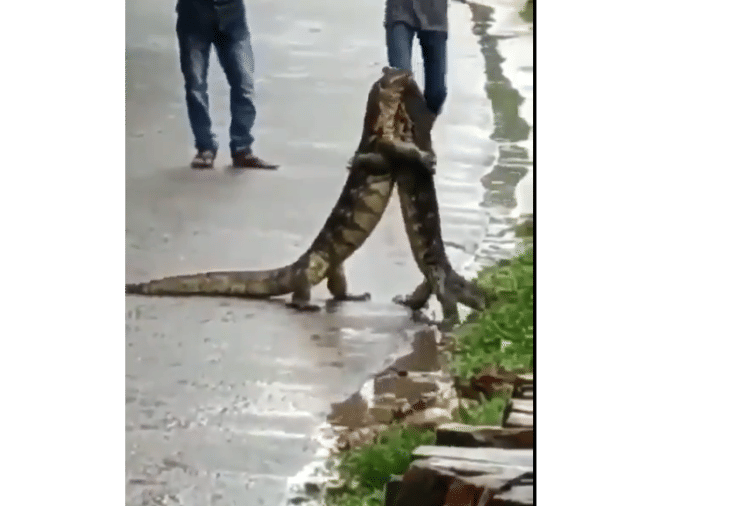 Viral Video Of Lizards Hug People Give Hilarious Reaction On It - दो ...