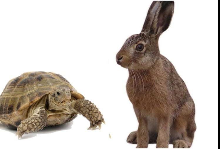Viral Video Of Race Between Tortoise And Rabbit See What Happen Next In ...