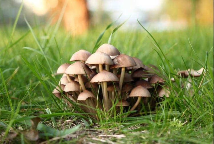 Rare Mushroom Found In Goa Forest Plant Genrate Light At Night - गोवा ...