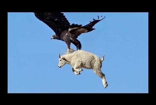 Viral Video Of Golden Eagle Killing A Goat By Draaging Off - सुनहरे चील ...