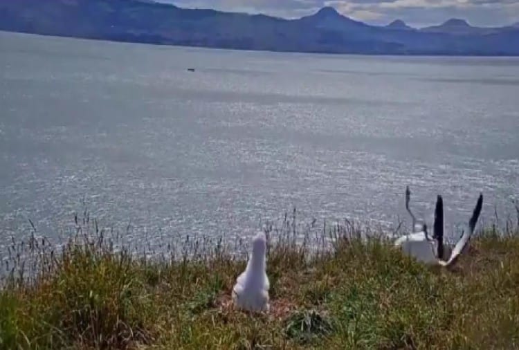 Viral Video Shows Bird Albatross Ground Landing Got Failed See Full ...