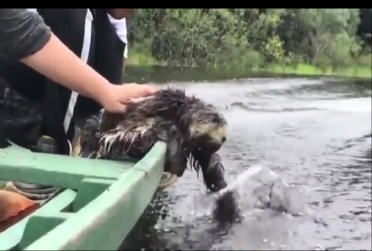 Sloth Is Playing With Water On Boat Video Goes Viral On Social Media ...