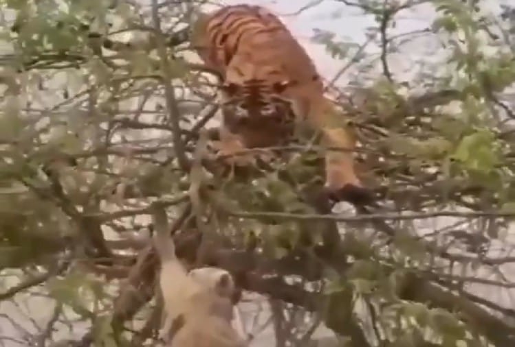 The Tiger Had Climbed On Tree To Hunt The Monkey Then The Monkey Showed ...